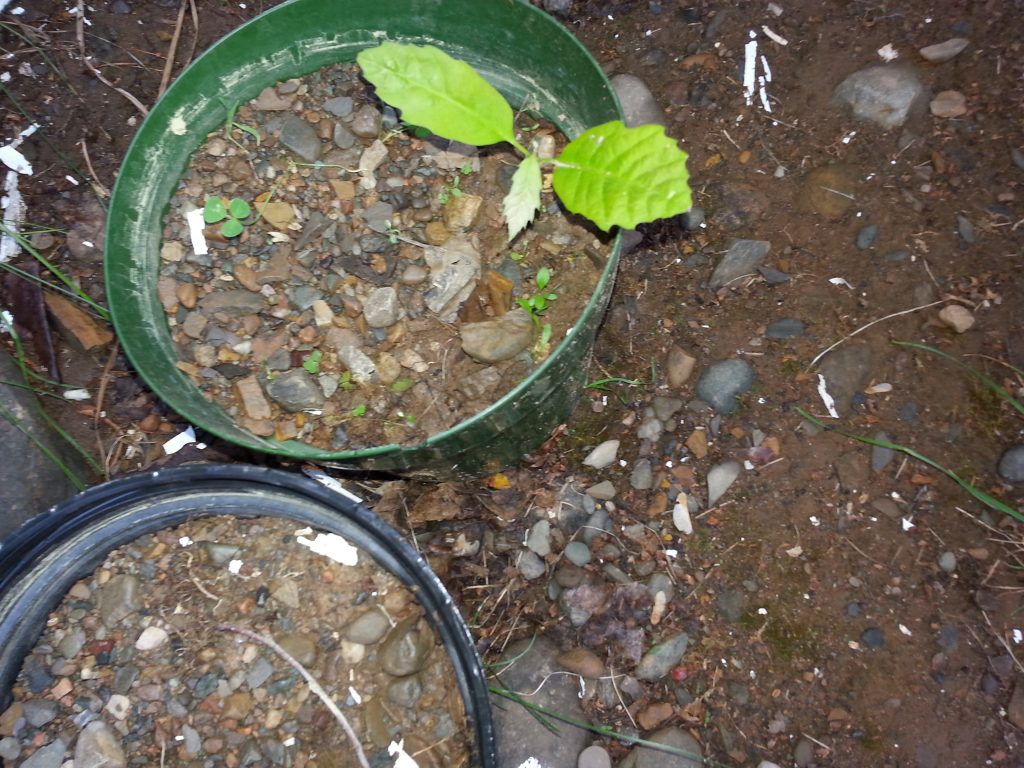 Spirea - New Brunswick Native Plants
