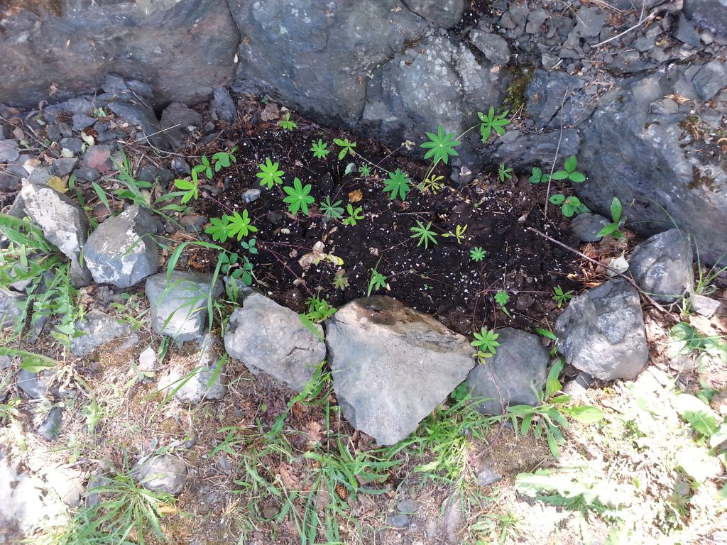 Lupine - New Brunswick Native Plants