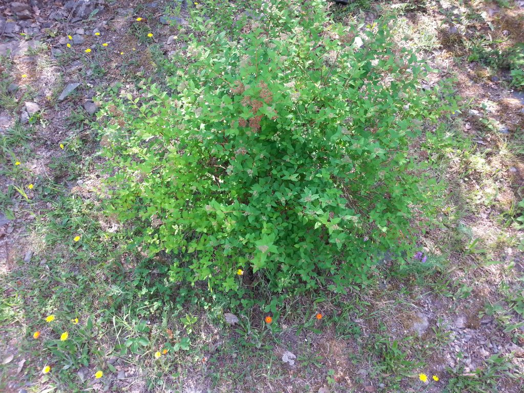 Spirea - New Brunswick Native Plants