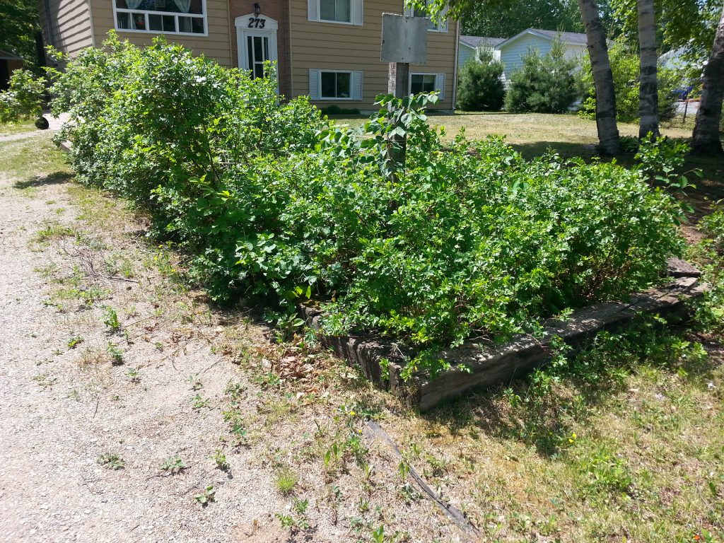 Virginia Roses - New Brunswick Native Plants