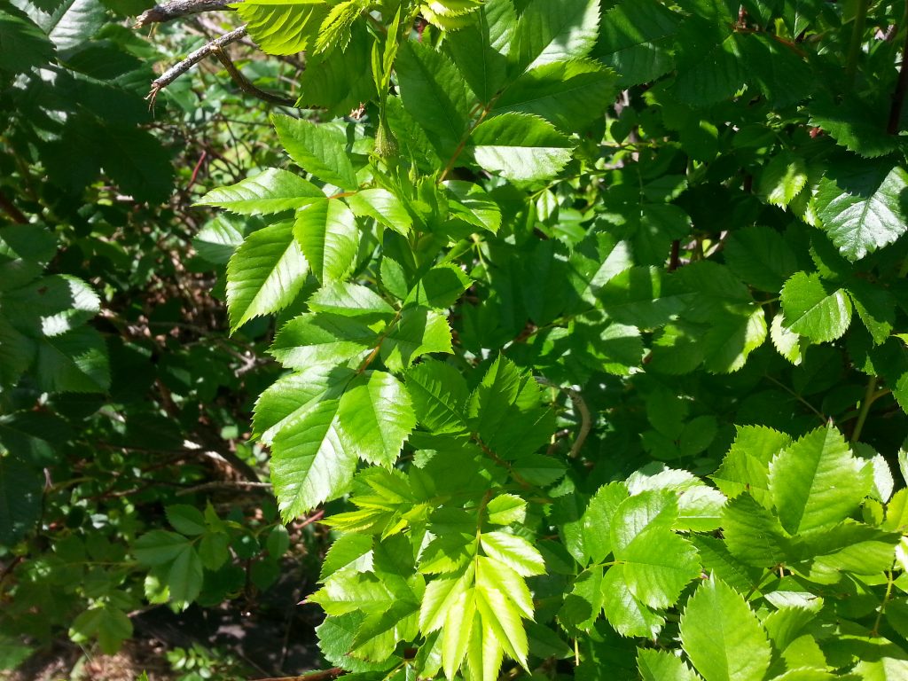 Virginia Roses | New Brunswick Native Plants