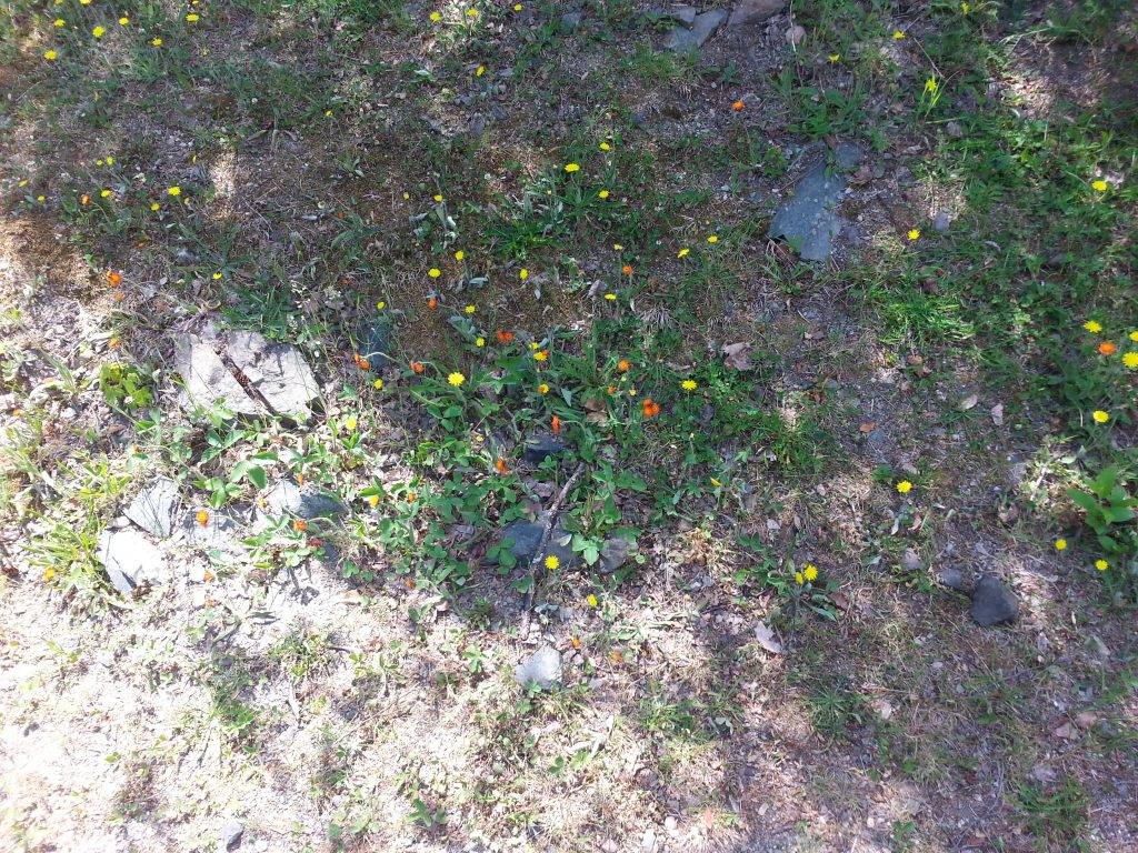 Wildflowers - New Brunswick Native Plants