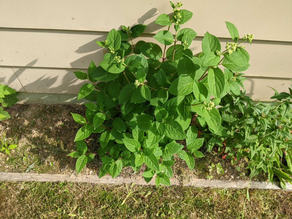 Home - New Brunswick Native Plants