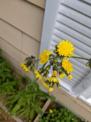 New Brunswick Native Plants | NB Native Plants