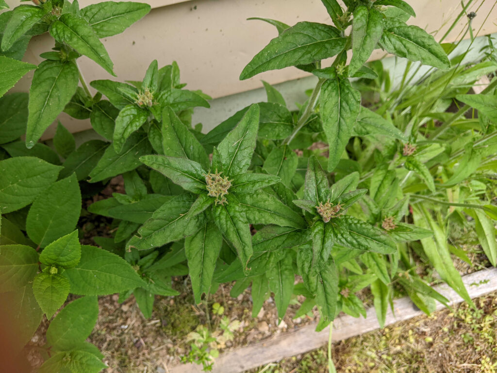 Home - New Brunswick Native Plants