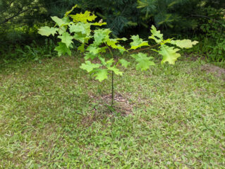 New Brunswick Native Plants | NB Native Plants