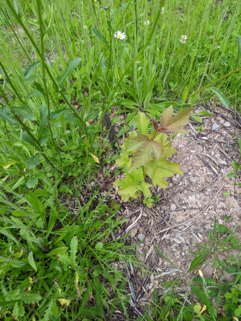 Home - New Brunswick Native Plants