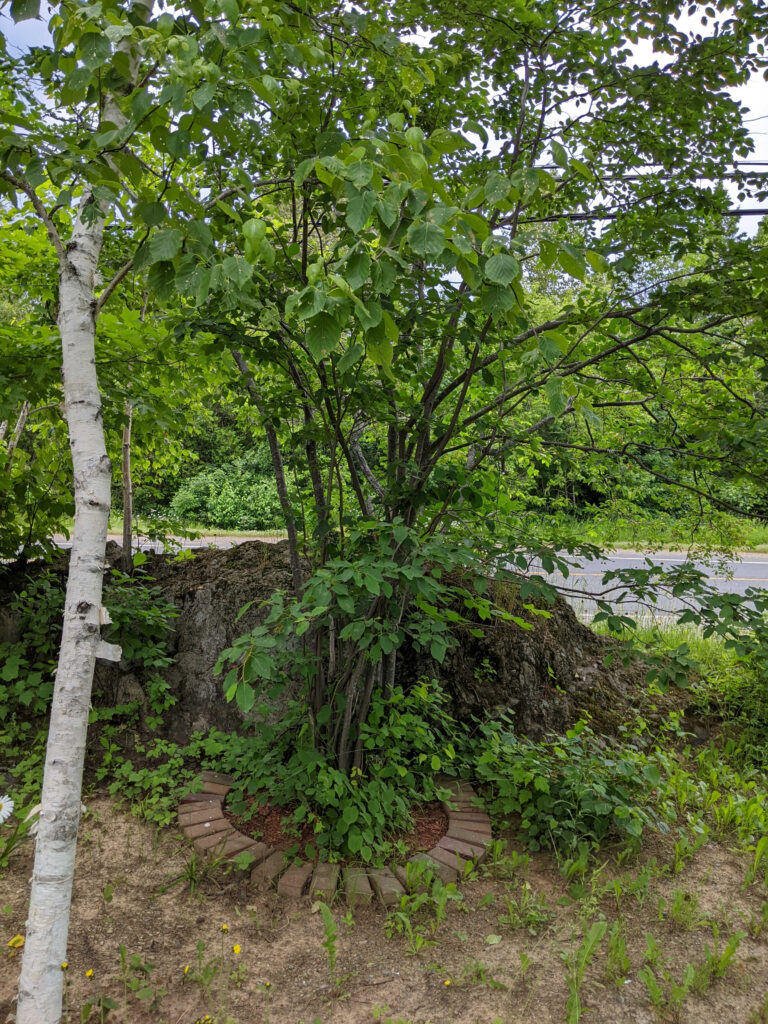 Home - New Brunswick Native Plants