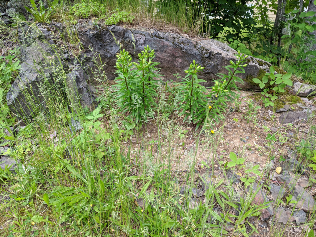 Home - New Brunswick Native Plants