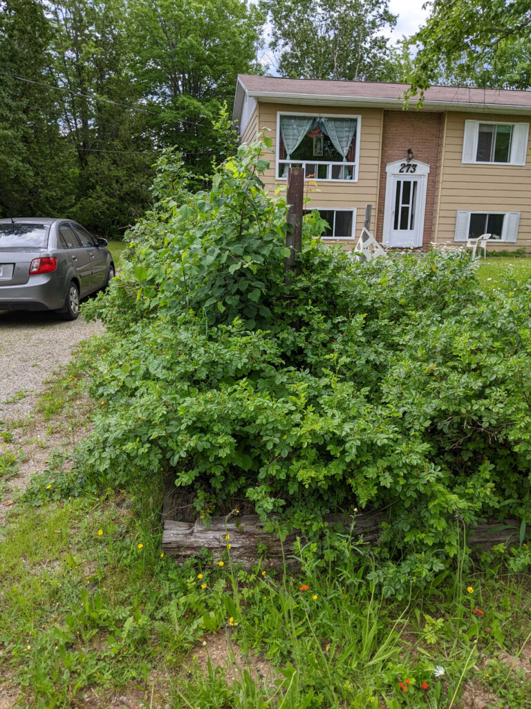 New Brunswick Native Plants | NB Native Plants